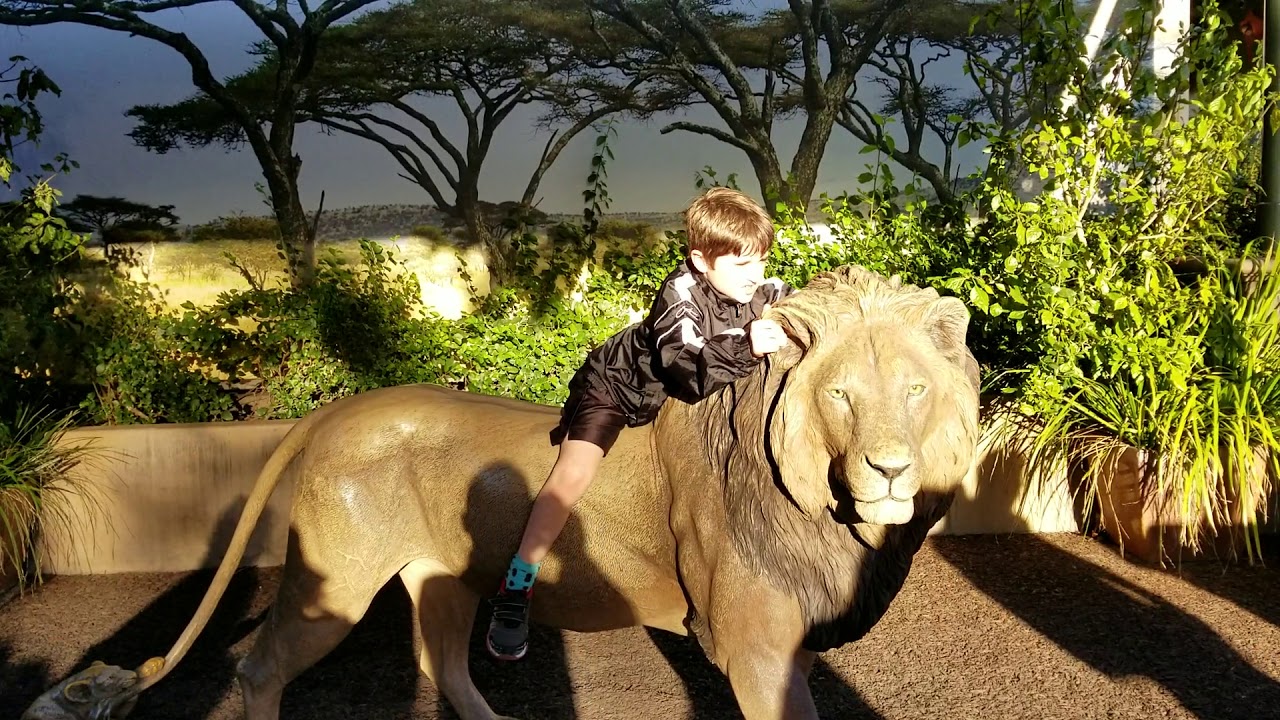 A Leonine Photo Op - YouTube