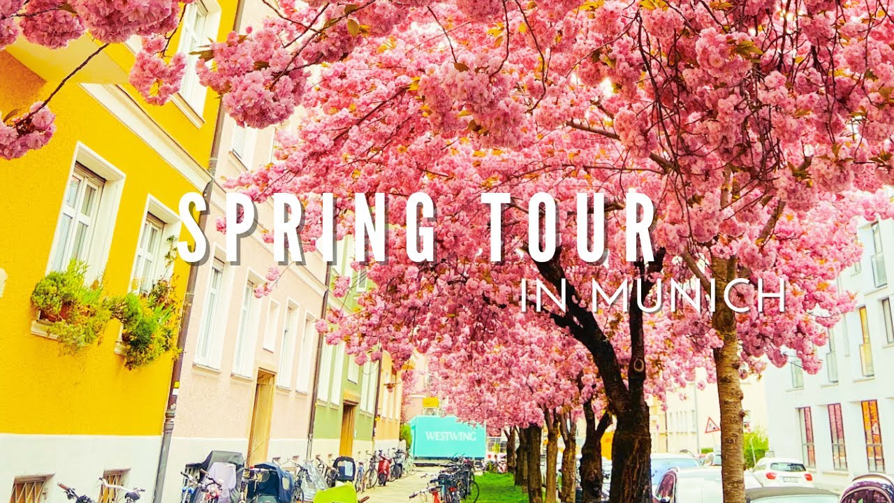 #9.🇩🇪Spring Tour in Munich Germany ~ Cherry Blossom Street and Spring ...