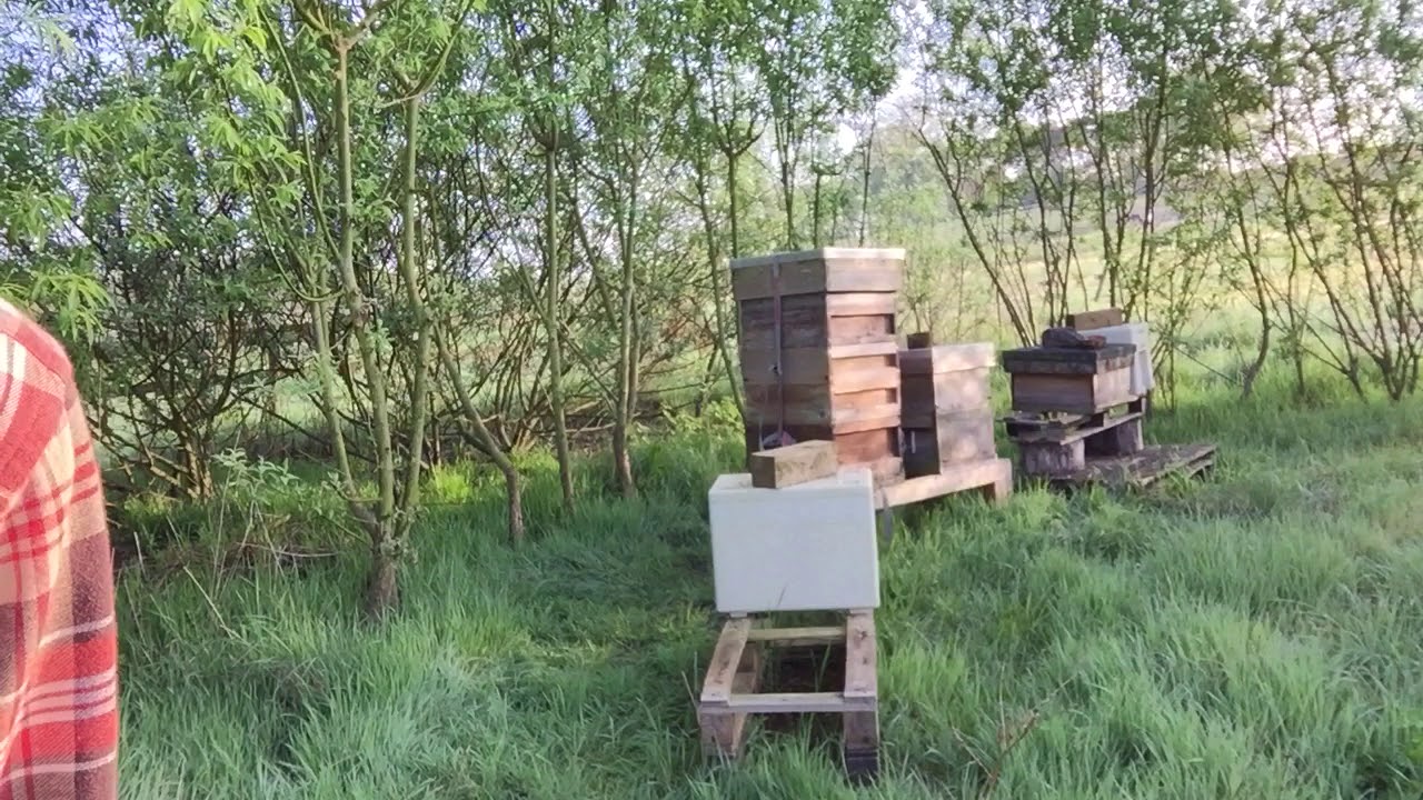 Demaree split of main beekeeping stock 07/05/2018 - YouTube