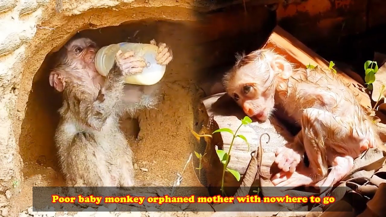 poor baby monkey orphaned mother with nowhere to go, weak body - YouTube