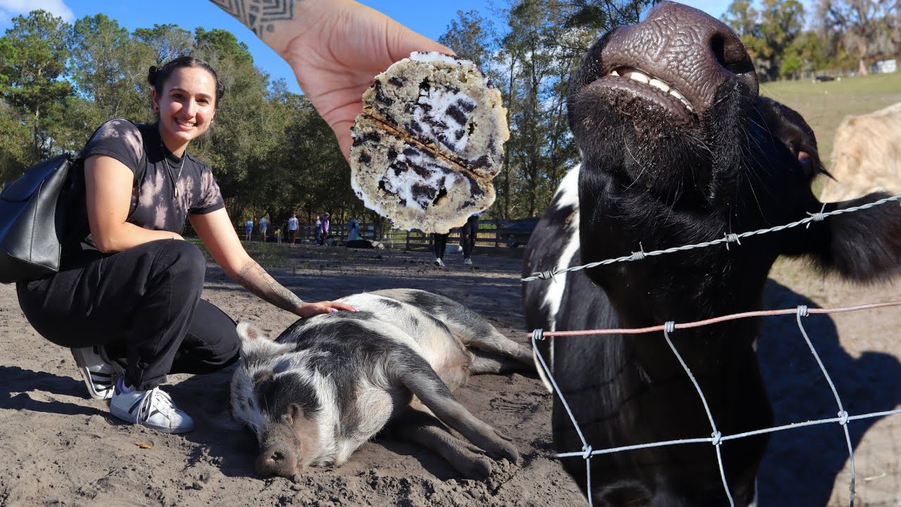 Meeting Rescue Animals At Critter Creek Animal Sanctuary (Gainesville ...