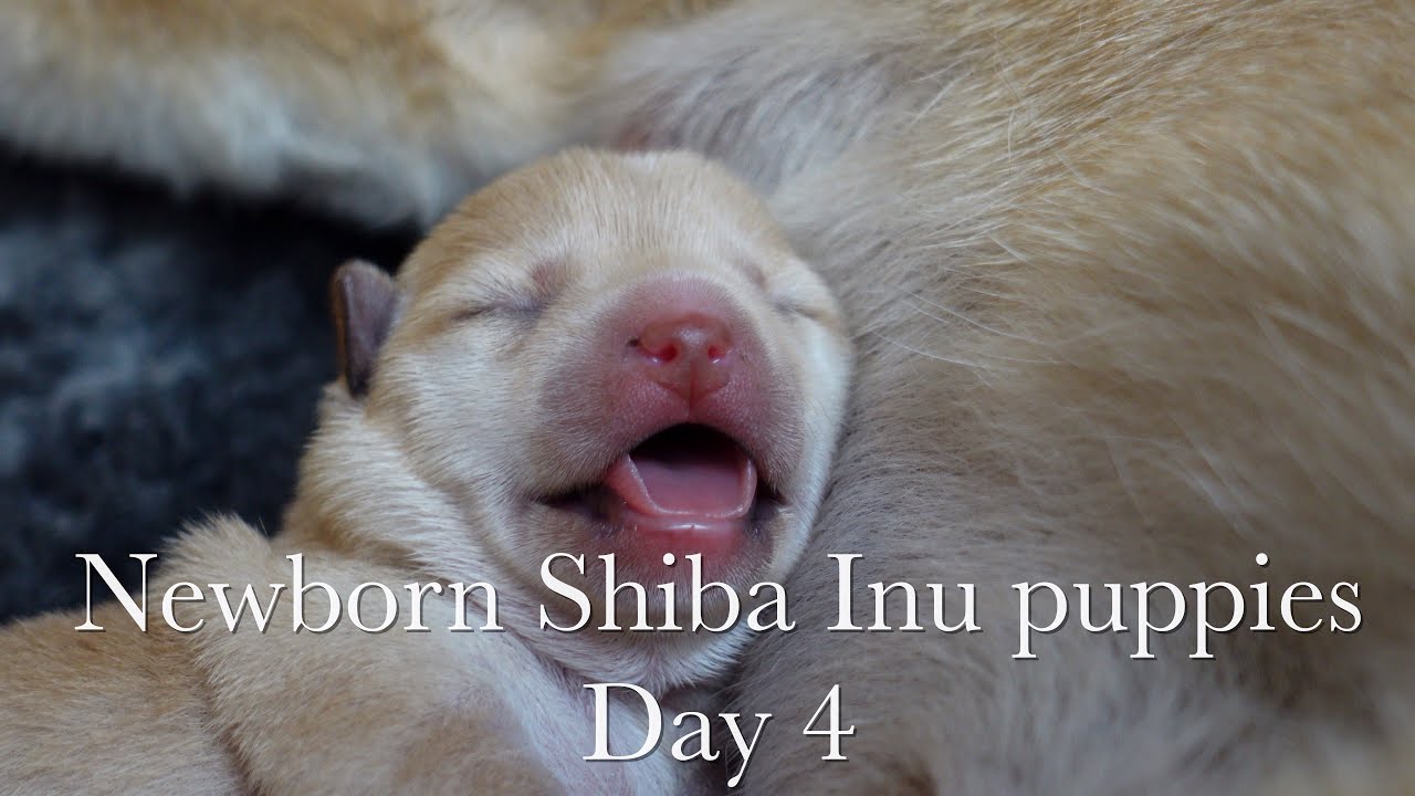Newborn Shiba Inu puppies | Day 4 | Jippo the Shiba - YouTube