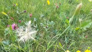  Meadow goats beard. Never eat or use any plant without 100% sure of ID and use do your reaserch