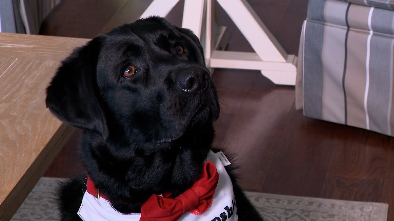 Thursday, July 25th: King Clarence and The Dog Days of Summer - YouTube