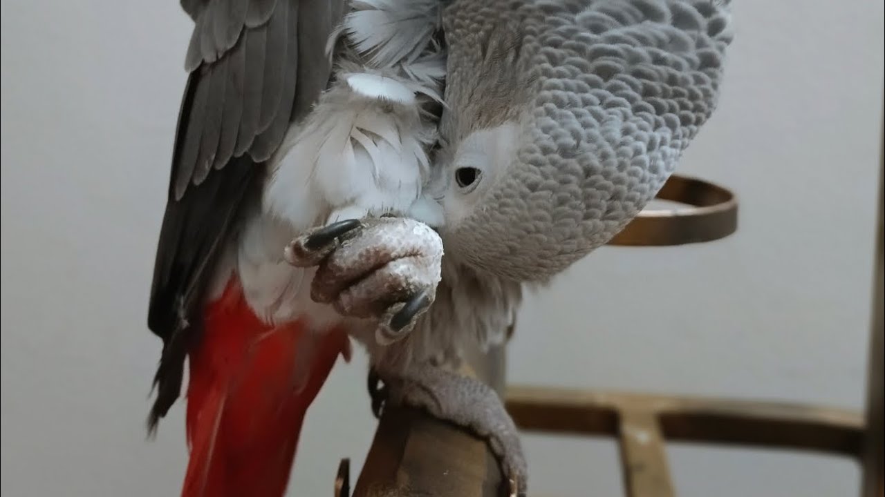 African grey parrot talking | African parrot speaking | African grey ...