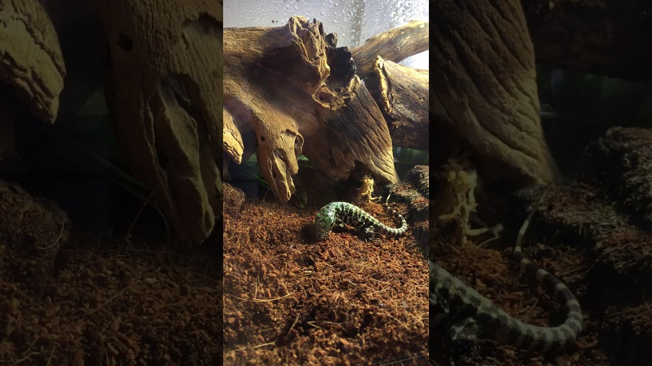 Baby tegu lizard exploring home - YouTube