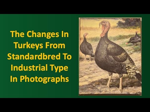 Changes In Turkeys From Standardbred To Industrial Type - YouTube