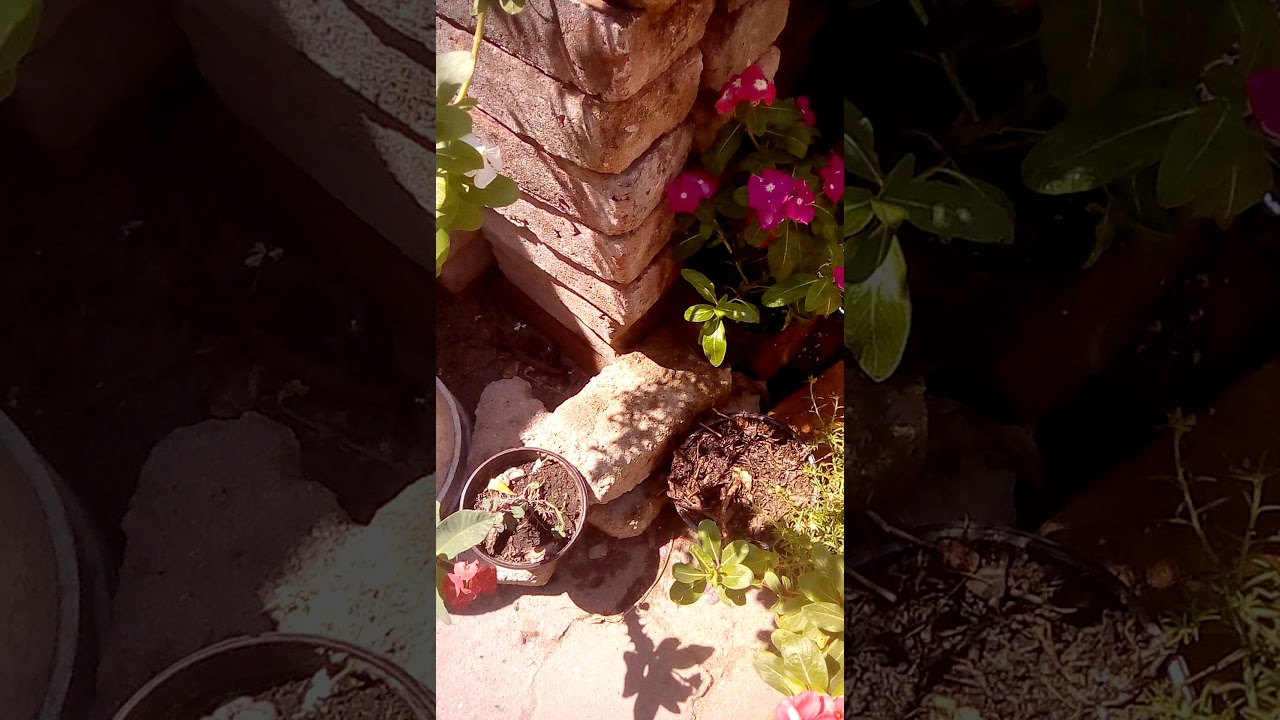Planta llamada vinca teresita o vicaria y flor del plumbago - YouTube