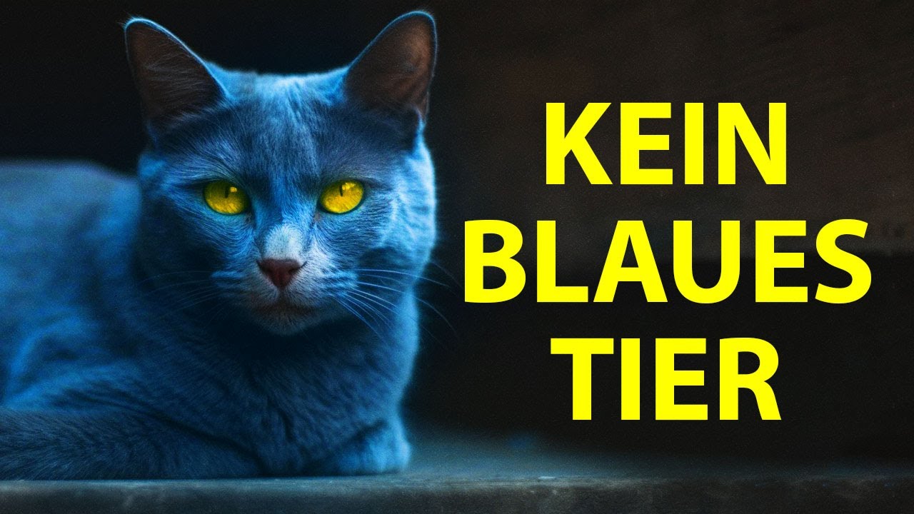 Warum blaue Tiere super selten sind - YouTube