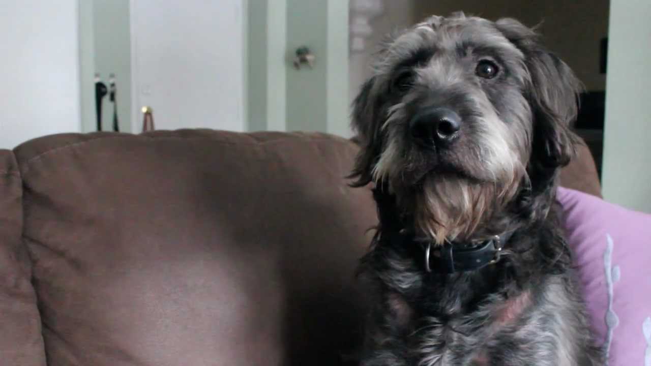 Interview with a Dog - YouTube