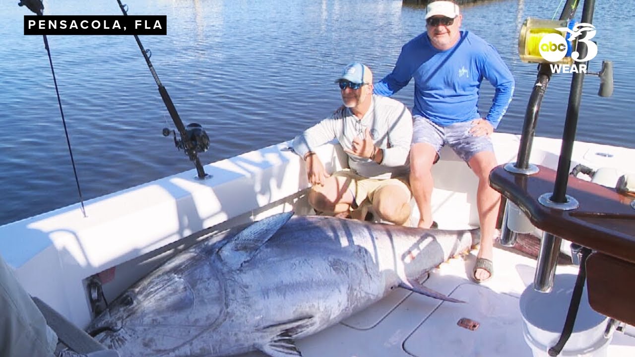 Pensacola anglers catch 721-pound bluefin tuna in the Gulf - YouTube