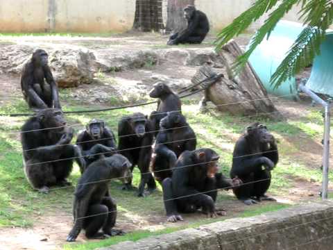 Monkeys gone mad! Hilarious! - YouTube