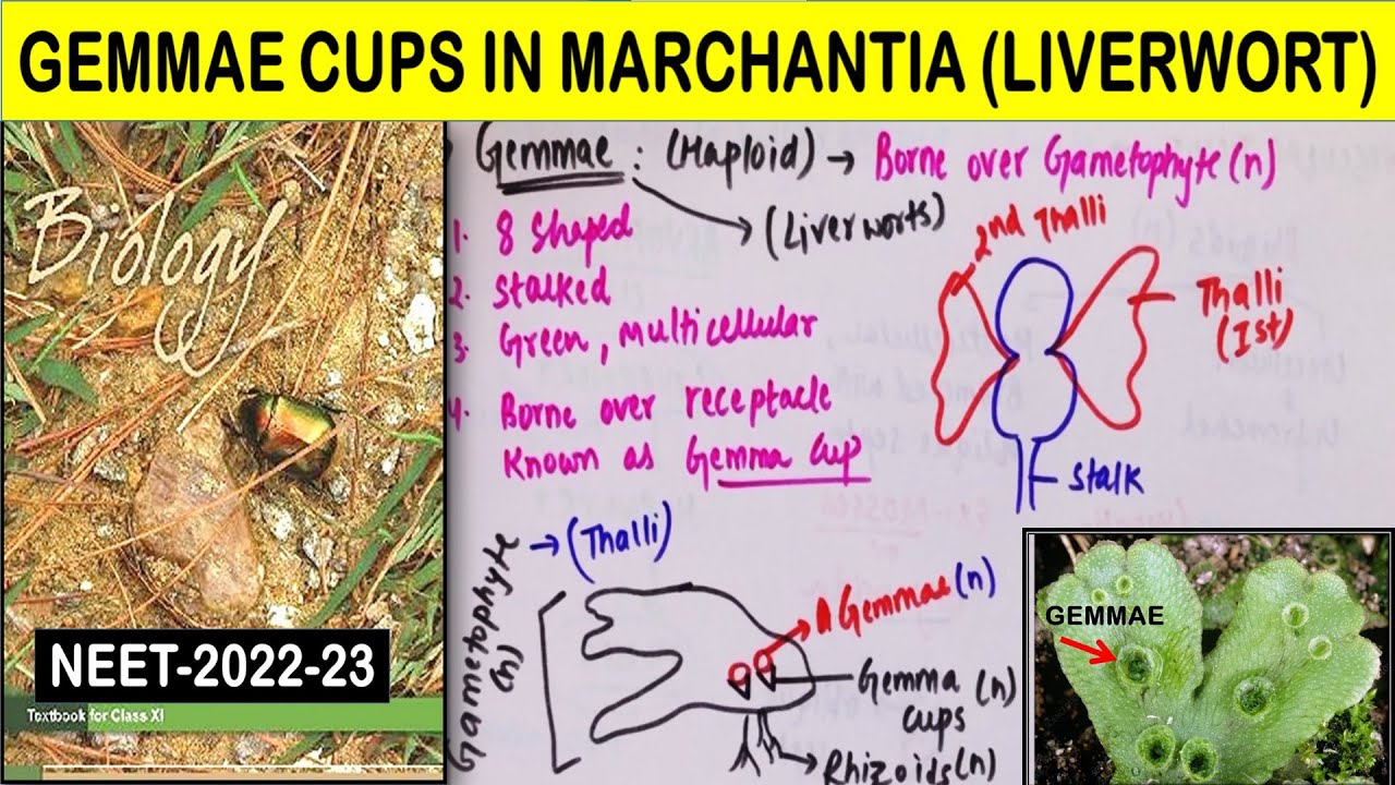 What is Gemmae in Marchantia (Liverwort) | Plant Kingdom Class 11 in ...