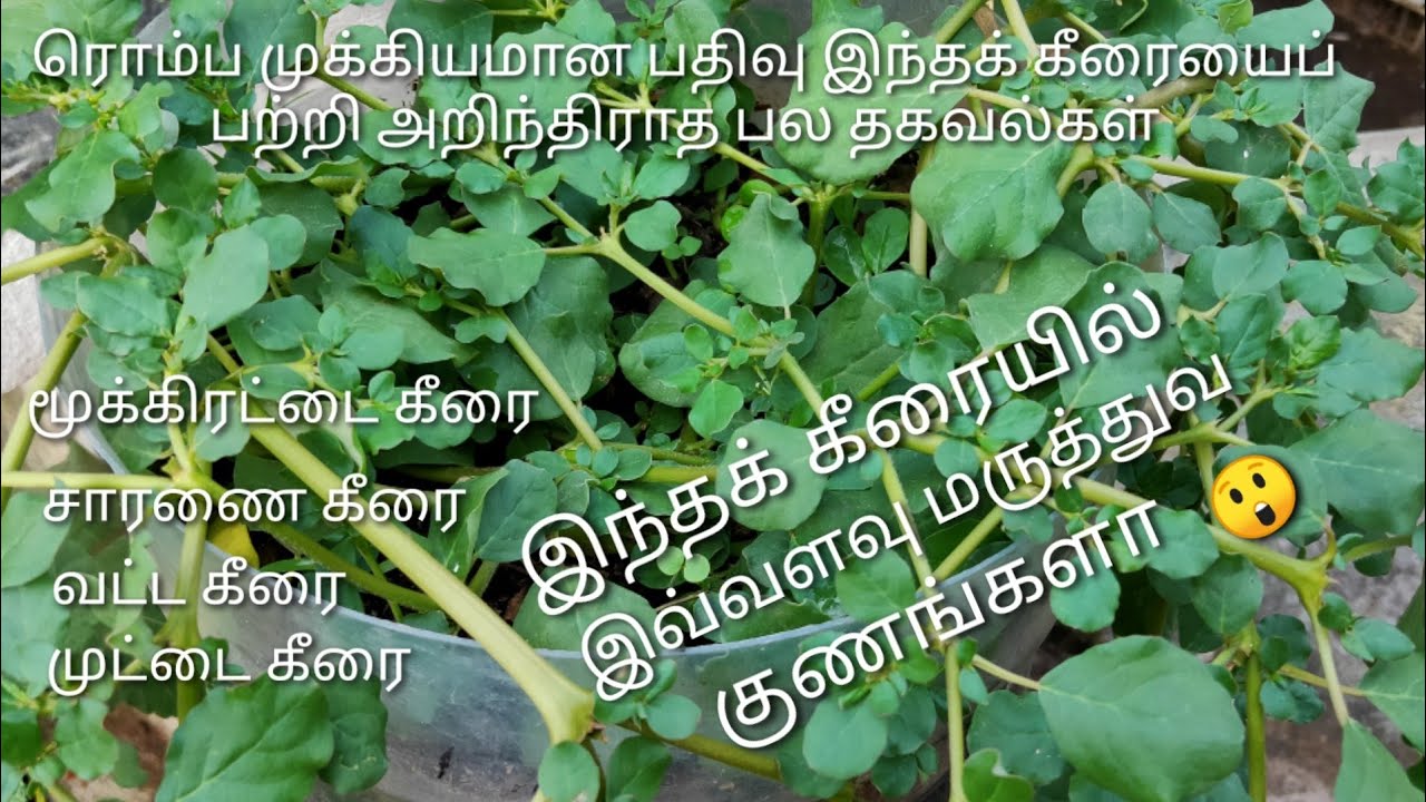 சாரணை கீரை, மூக்கிரட்டை கீரை வளர்ப்பு முறைகள் மற்றும் மருத்துவ ...