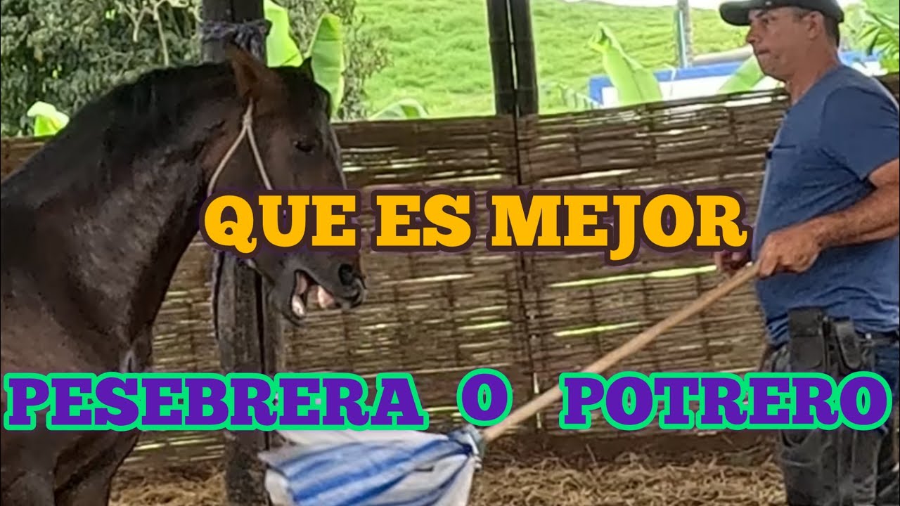 QUE ES MEJOR : PESEBRERA O POTRERO - YouTube