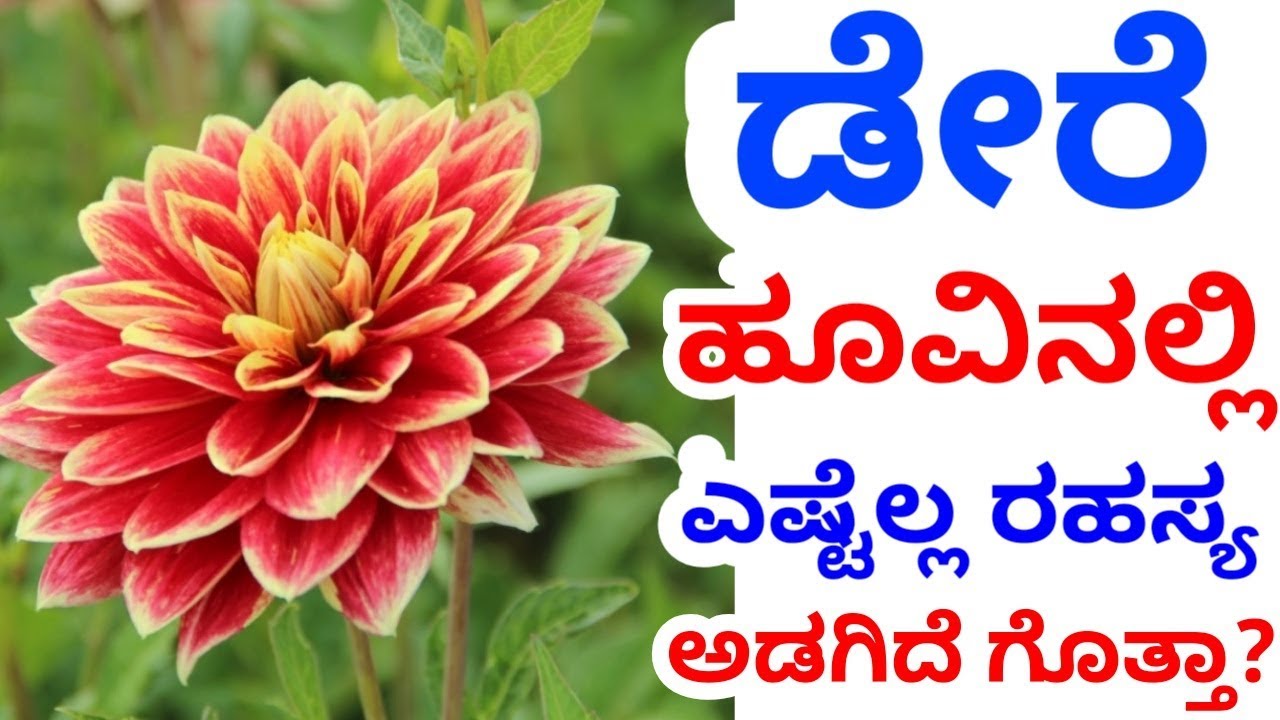 Dere Flower and its Secret Benefits | Putta Gubbi | #PuttaGubbi # ...