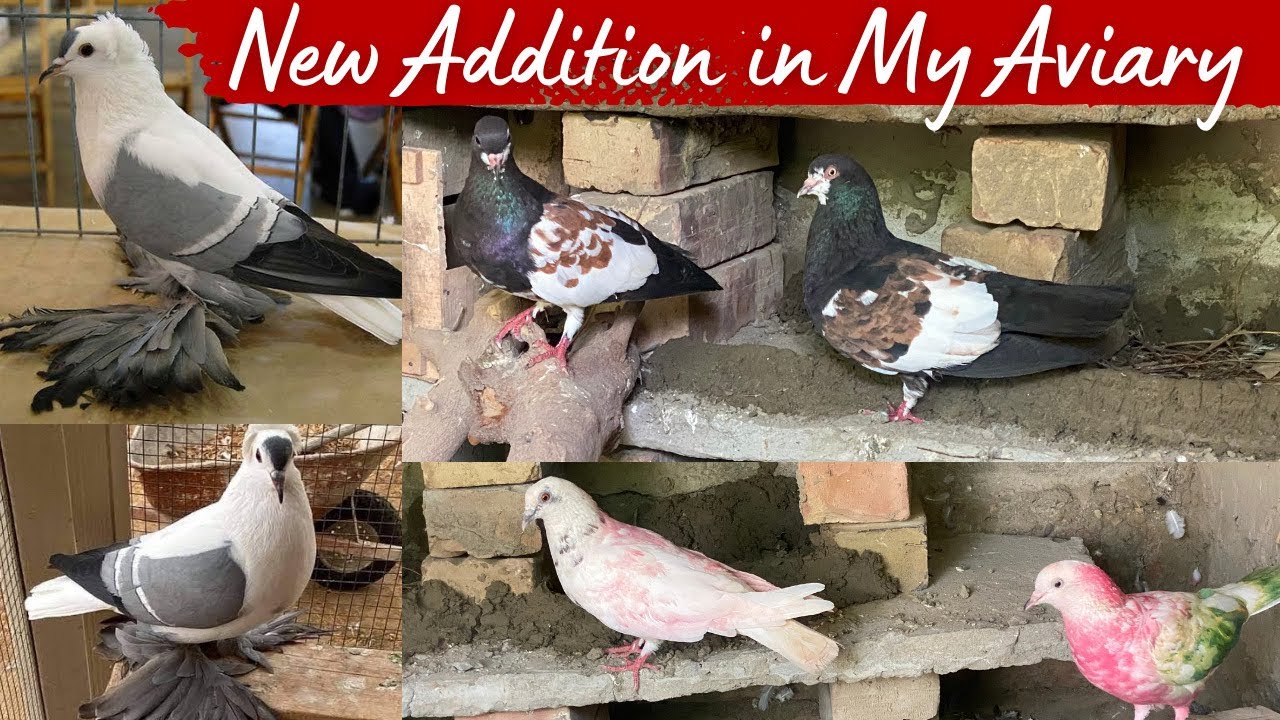 Big addition in my aviary | aviary میں فینسی کبوتر آ گئے - YouTube