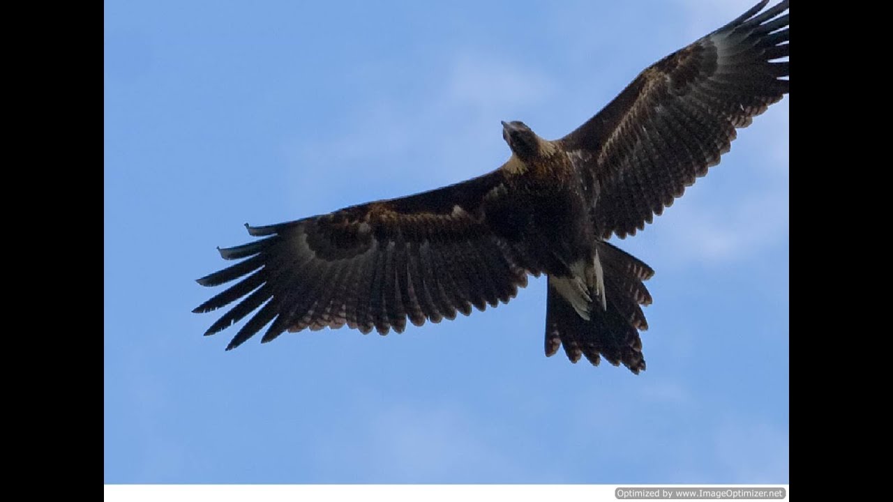 Flap like a Crow or Soar like an Eagle. Col Stringer - YouTube