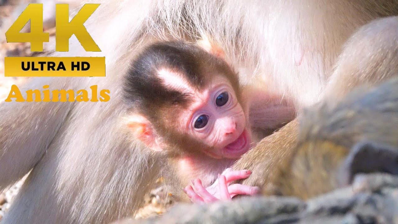 Awesome BB Monkey ! See the closer look of cute and adorable new born ...