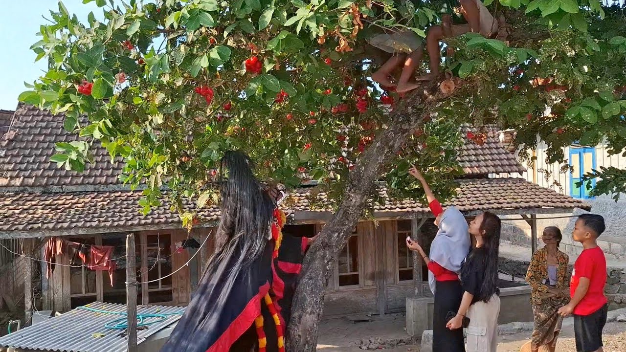 Mencemooh‼️Provokator Dikejar Barongan Sampai Memanjat Pohon Jambu ...