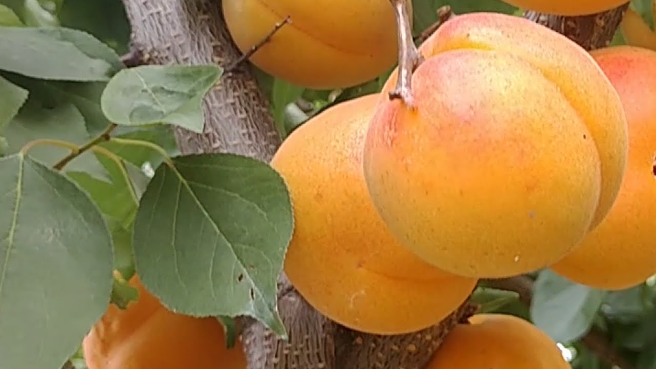 Новинка! Абрикос Бержеваль. Apricot Bergeval. Універсальний сорт з ...