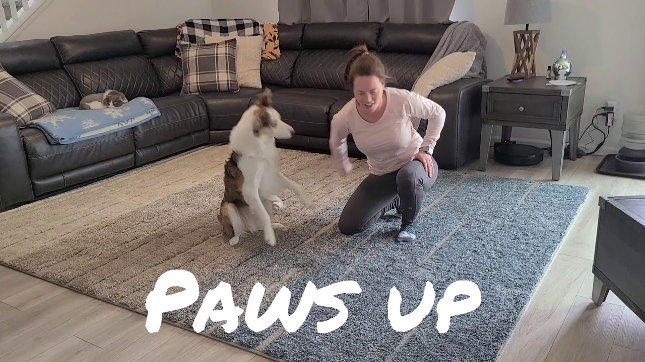 Shiner AKC Intermediate Trick Dog - YouTube