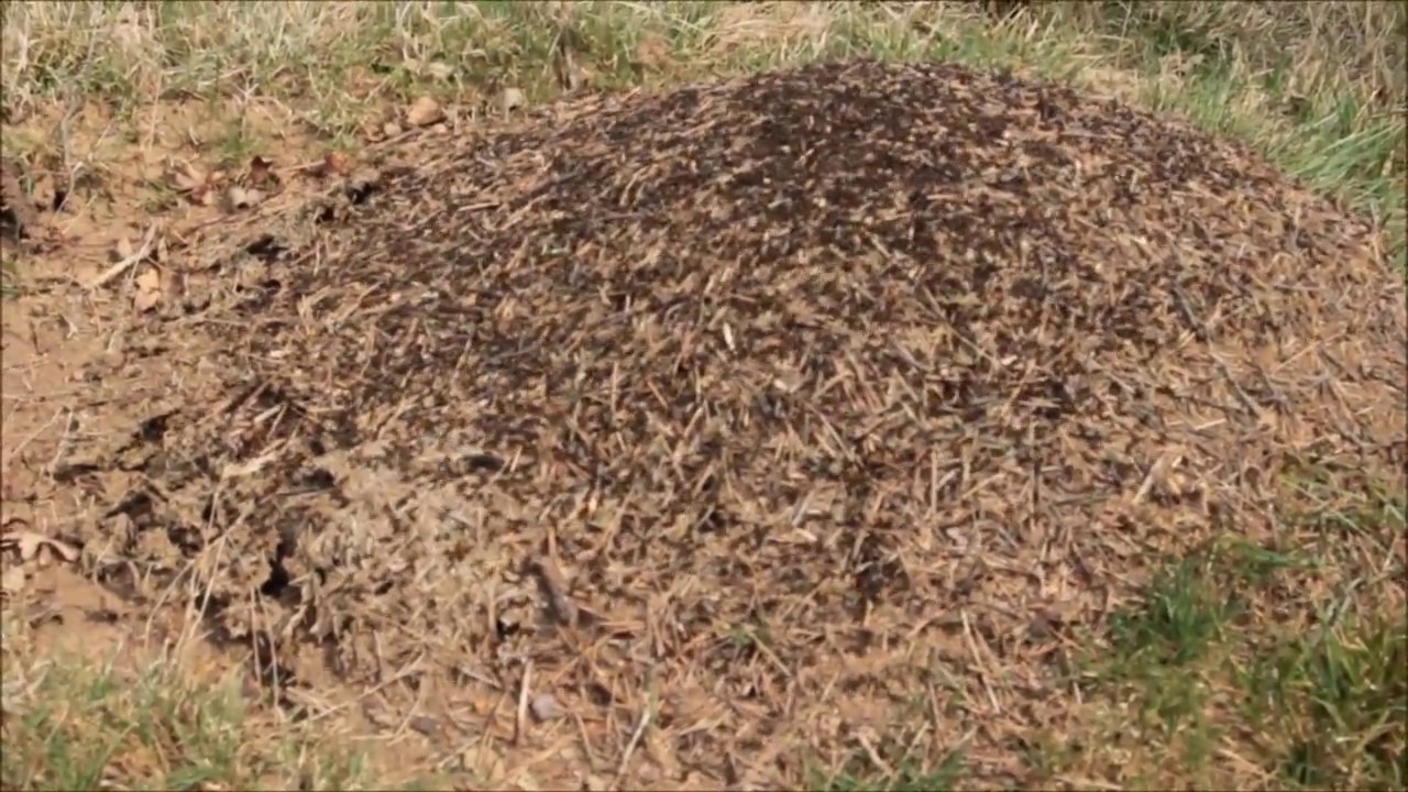 Giant Forest Ant Hill - YouTube