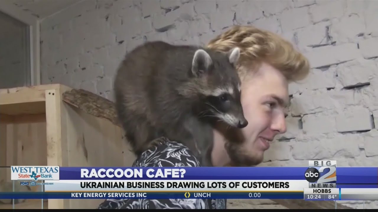 A Raccoon Cafe opened in the Ukraine - YouTube
