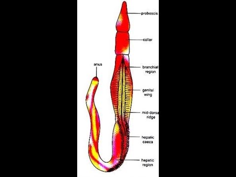 balanoglossus structure and affinities - YouTube