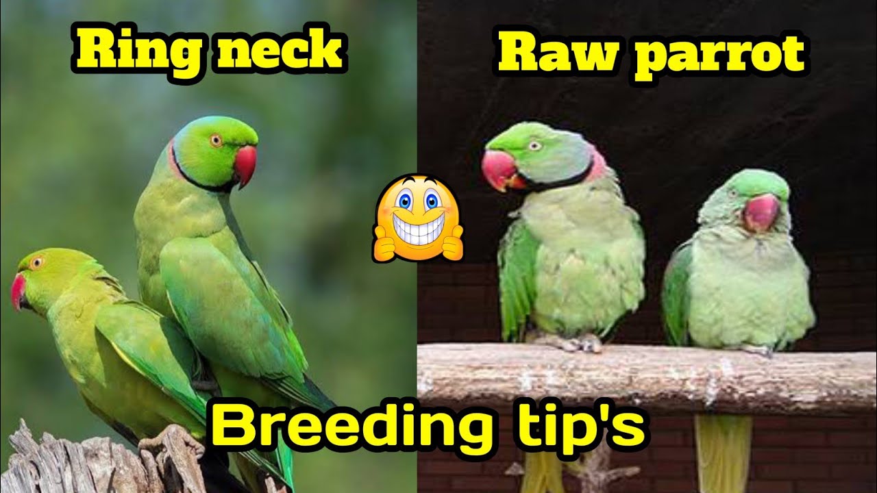 ringneck parrot breeding tip's || raw parrot breeding tip's || breeding ...