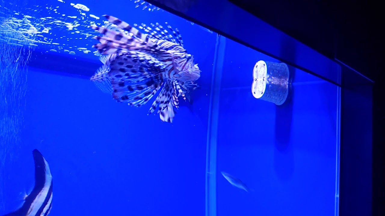 Abyss aquarium..Verna (Goa) - YouTube