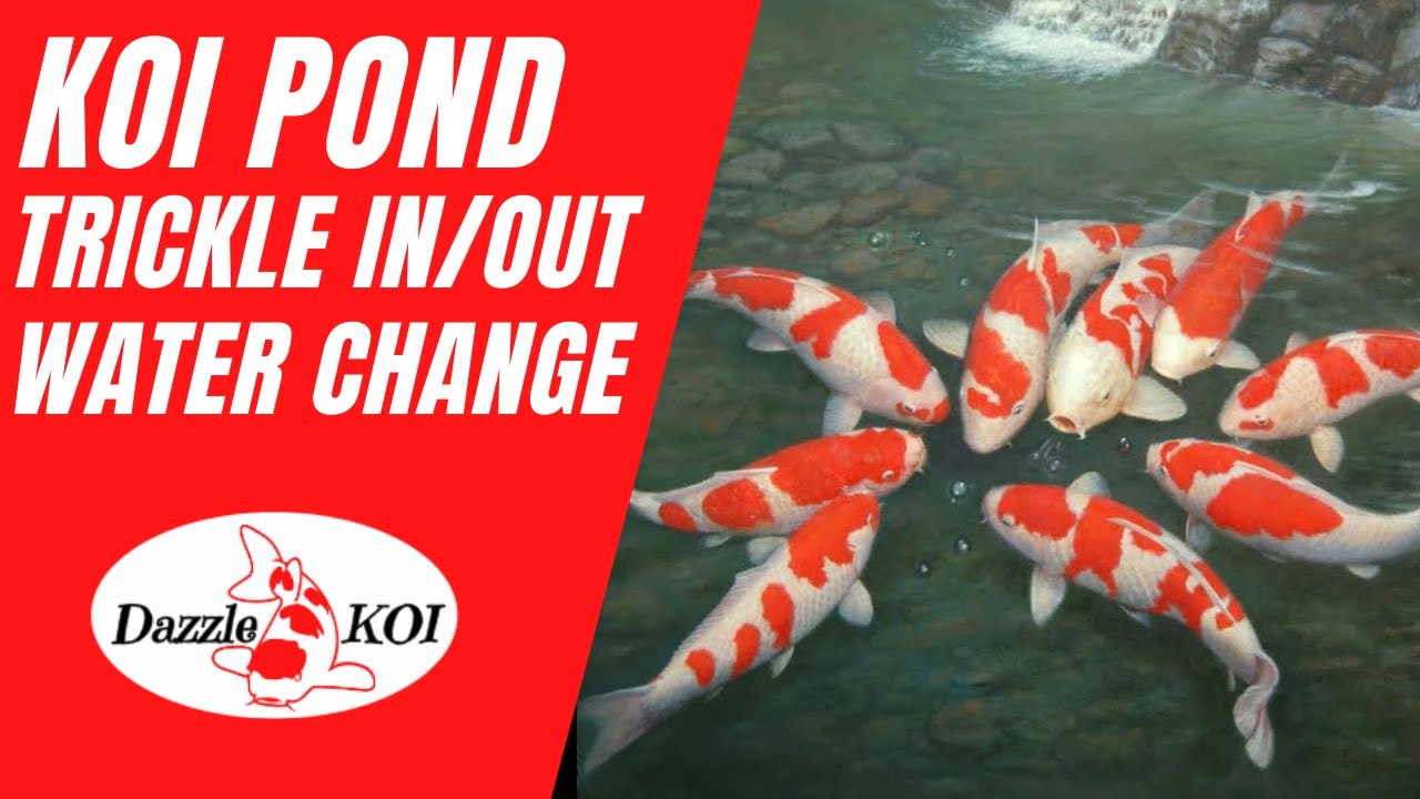 How to operate a koi pond trickle in/out for water changes - YouTube