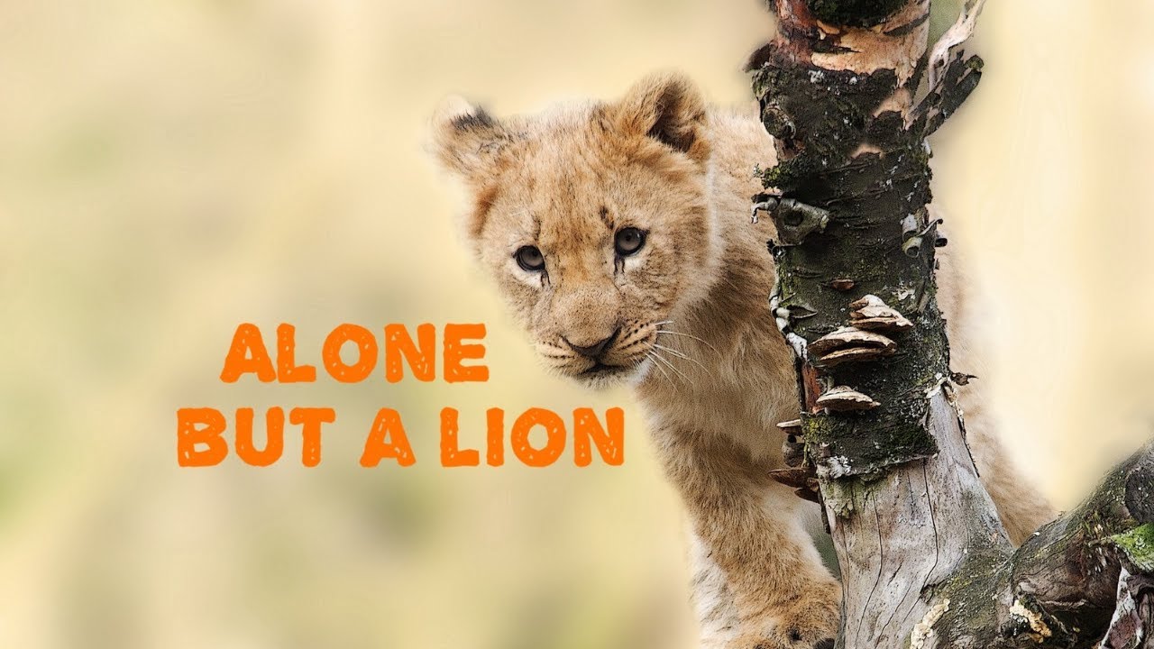 The Heartbreaking Story of an Orphaned Lion Cub | True Wild Life ...