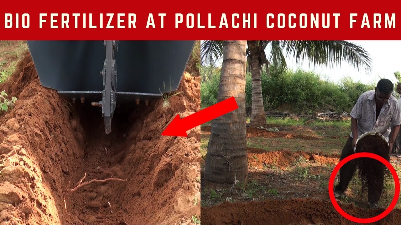 Adding bio fertilizer at Pollachi coconut farm | நாள்தோறும் ஒரு கருவி ...