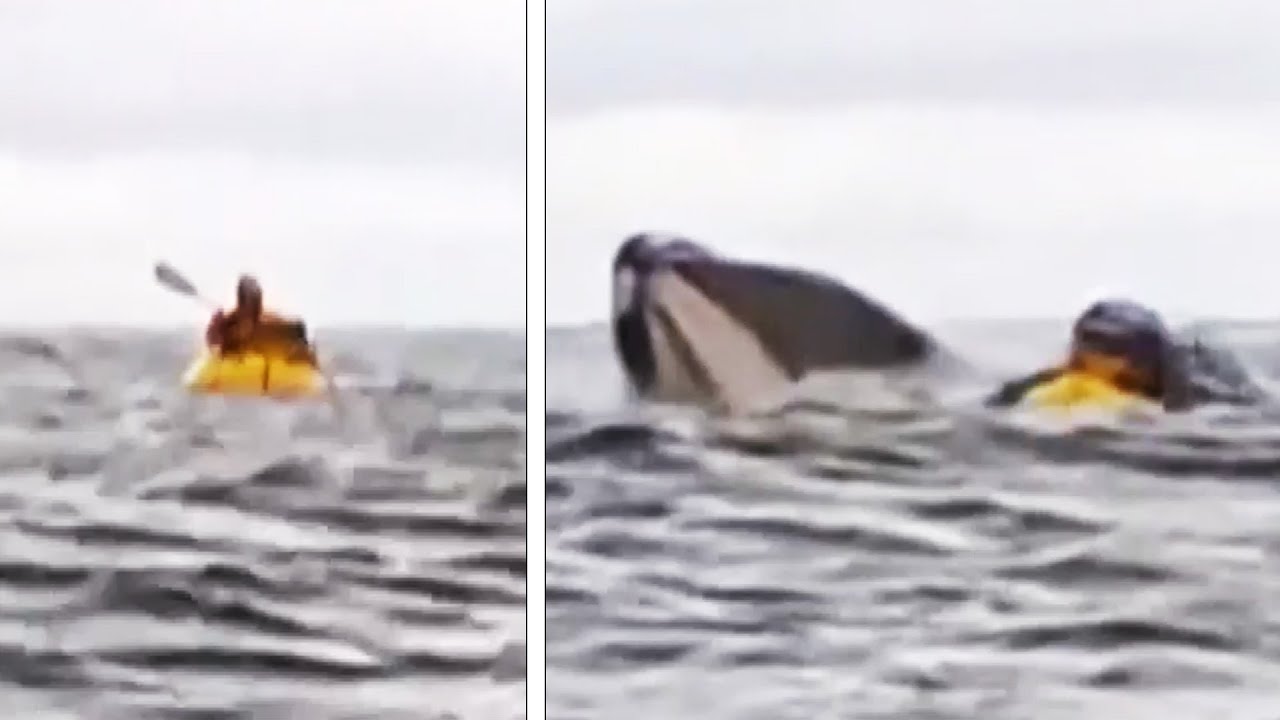 Humpback Whale Eats Kayaker Before Spitting Him Out - YouTube