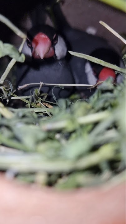 Java sitting in nest#birds #birdslover#java #viralvideo #shorts # ...