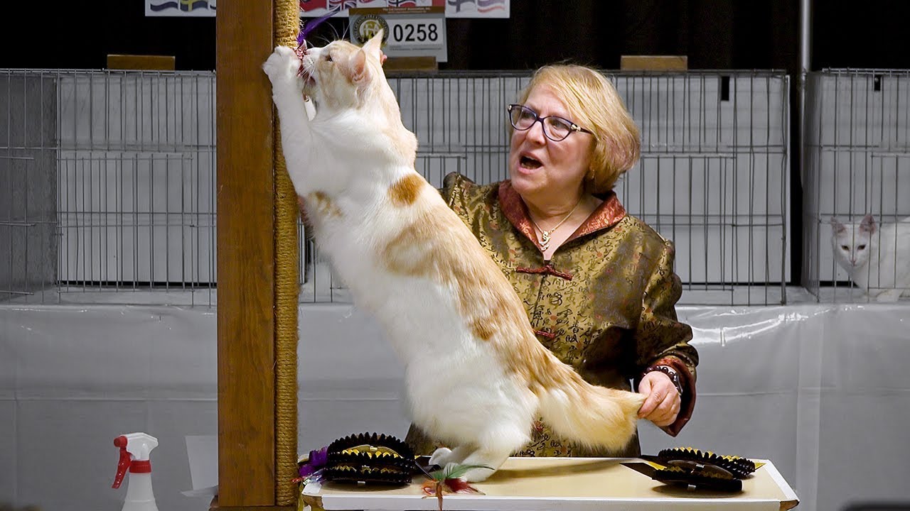 CFA International Cat Show 2017 - Rachel Anger Allbreed Champion Final ...
