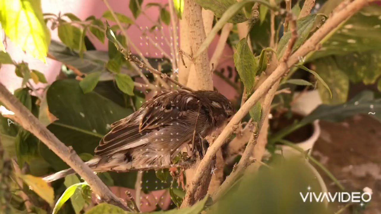 Sparrow love #pet #bird #azragi - YouTube