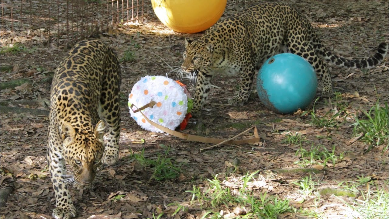Enrichment Class YouTube enrichment-class-youtube
