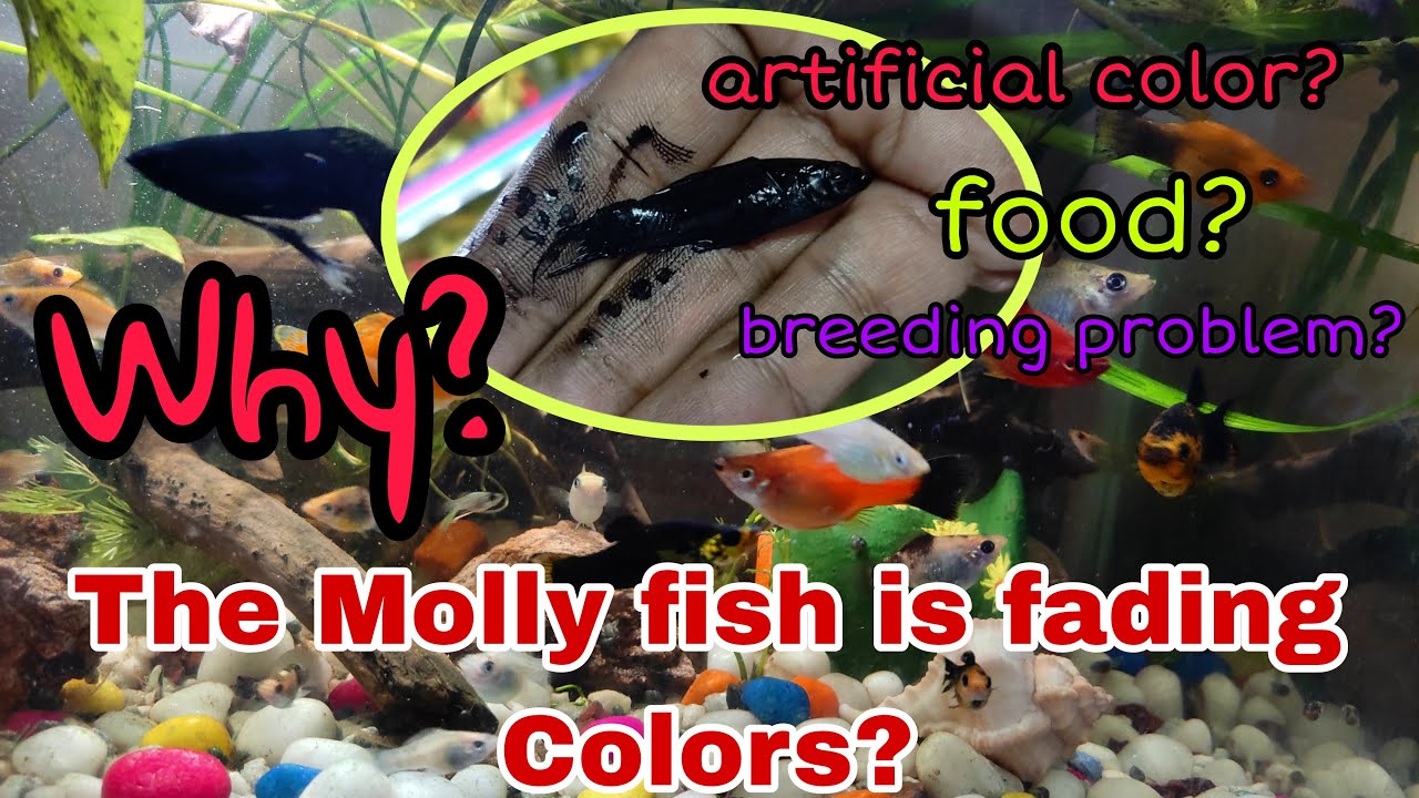 Why is this Molly Fish fading colours? 😡😡 Artificial colors? Food ...