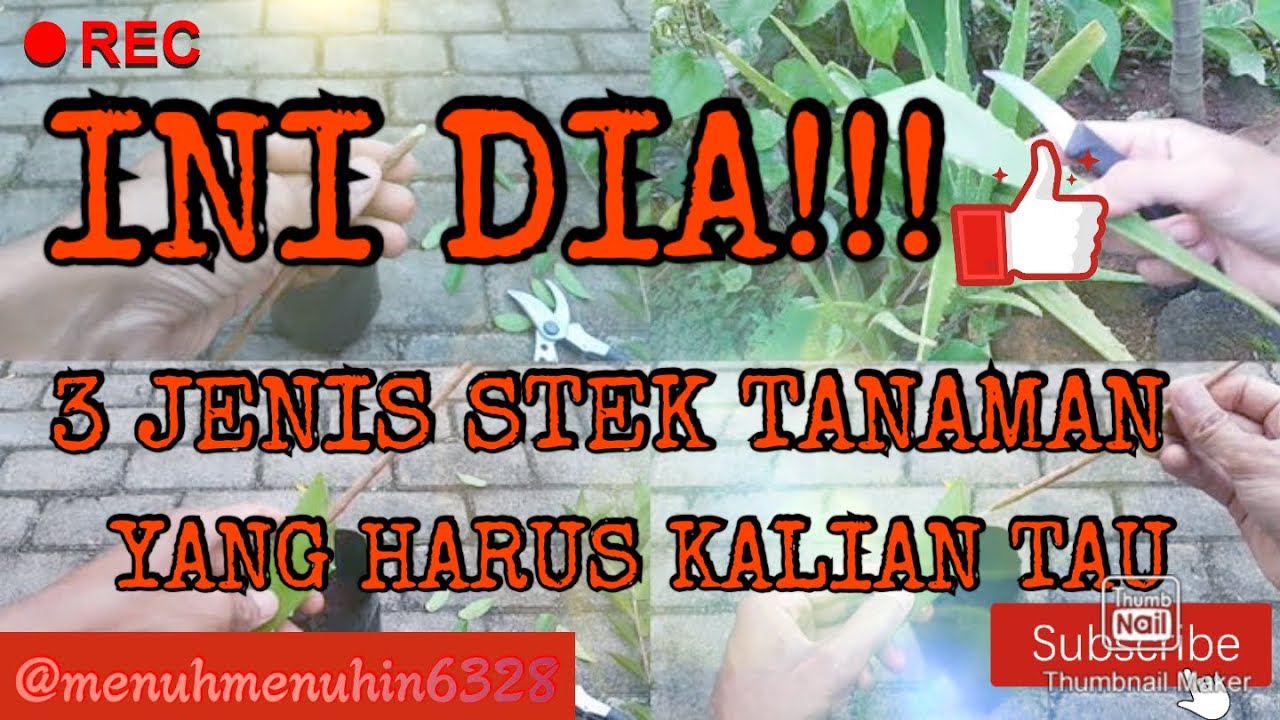 3 JENIS STEK TANAMAN - YouTube