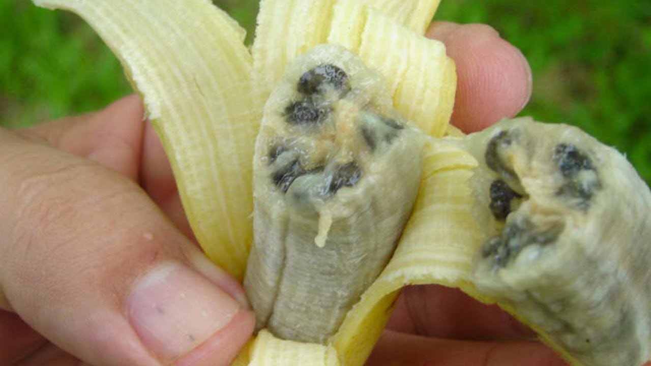 Endangered Foods You Thought Would Always Be Around - YouTube