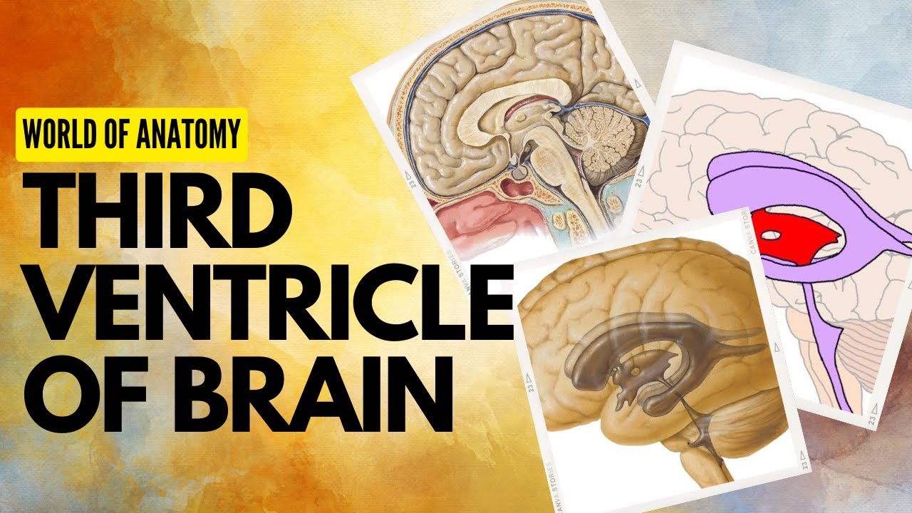Third Ventricle of Brain [World of Anatomy] - YouTube