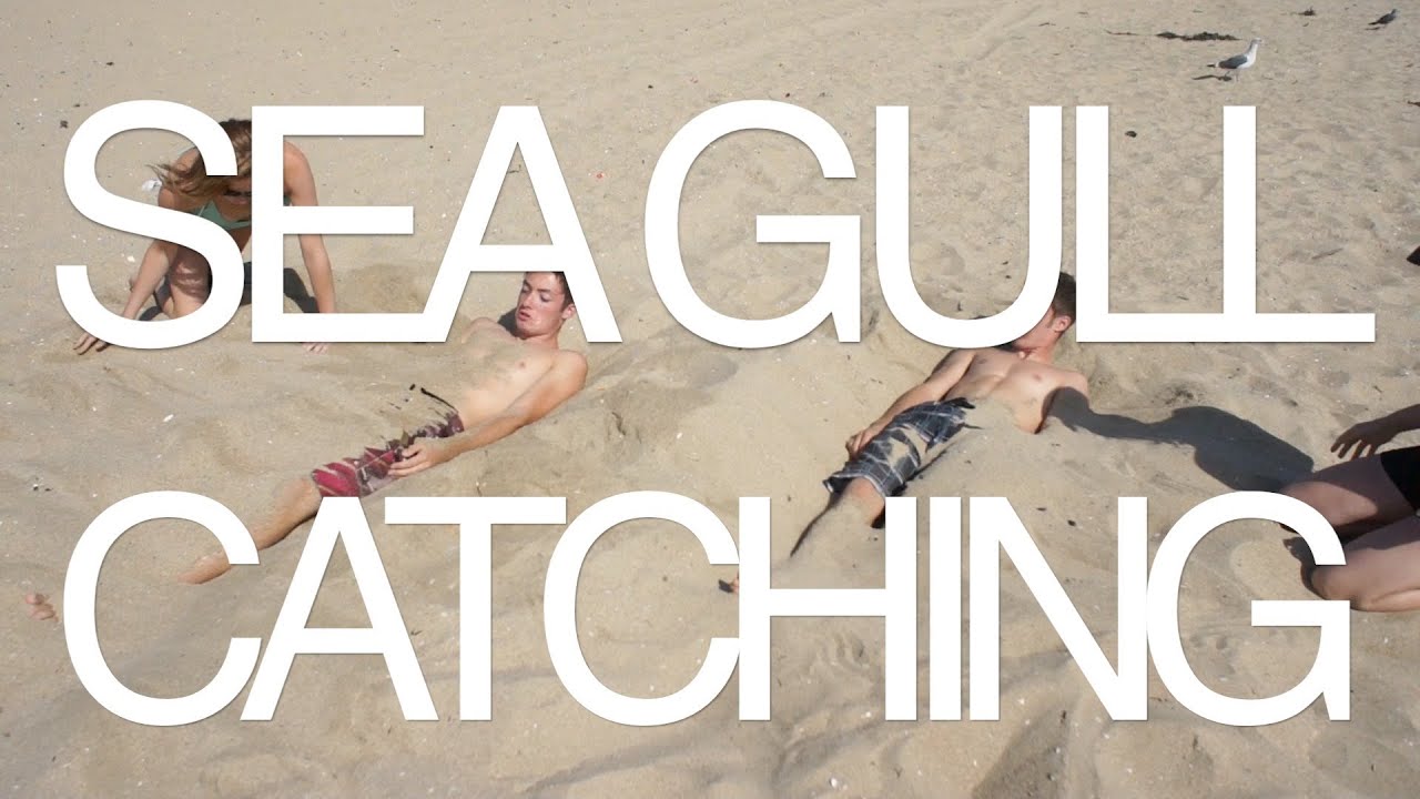 SEAGULL BITES MAN'S TOE!! - YouTube