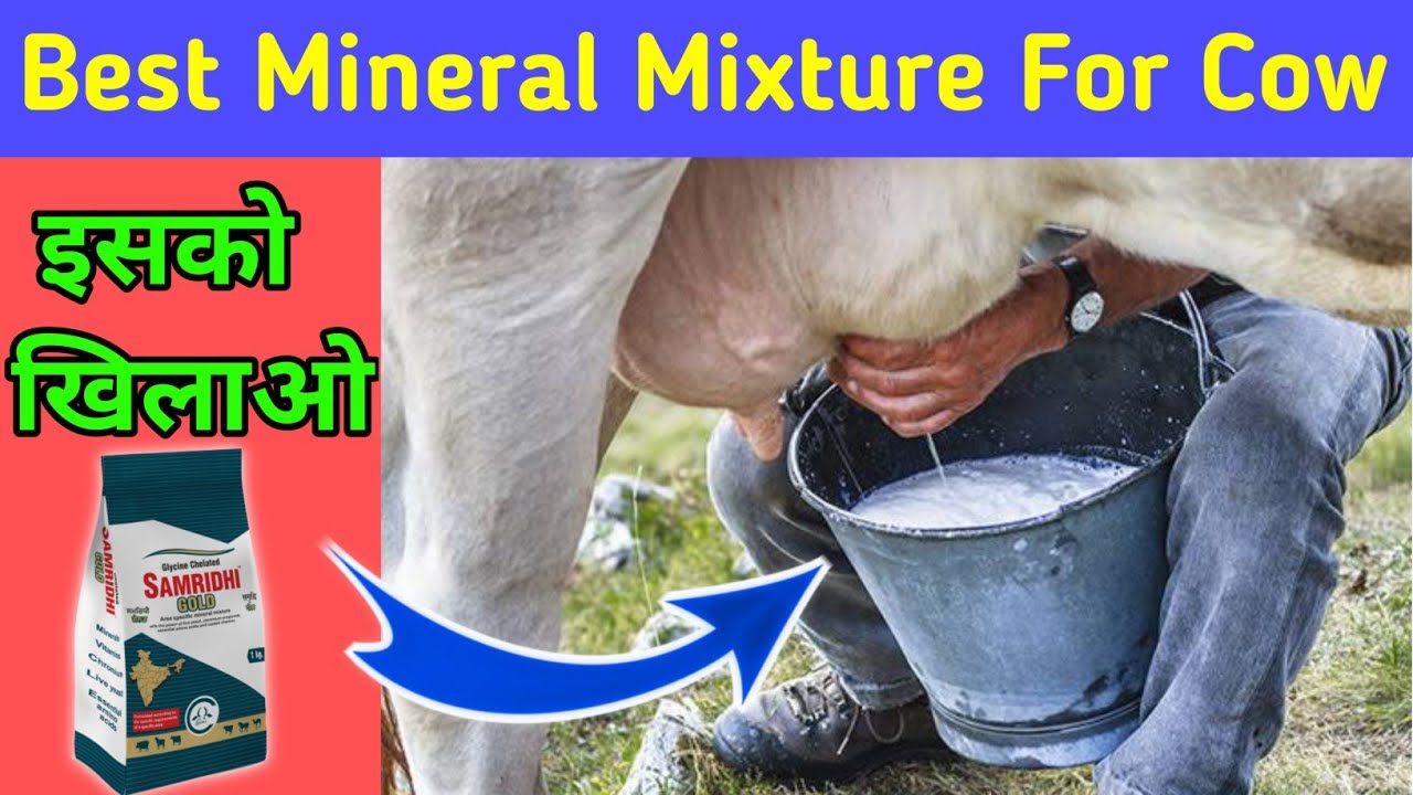 Best Mineral Mixture Powder | Mineral Mixture For Calf/cow/buffalo ...