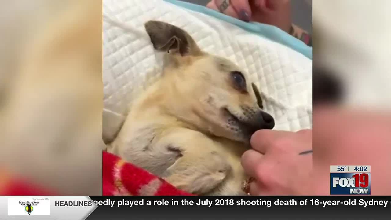 Dog beaten lifeless with shovel recovering well, finds forever home ...