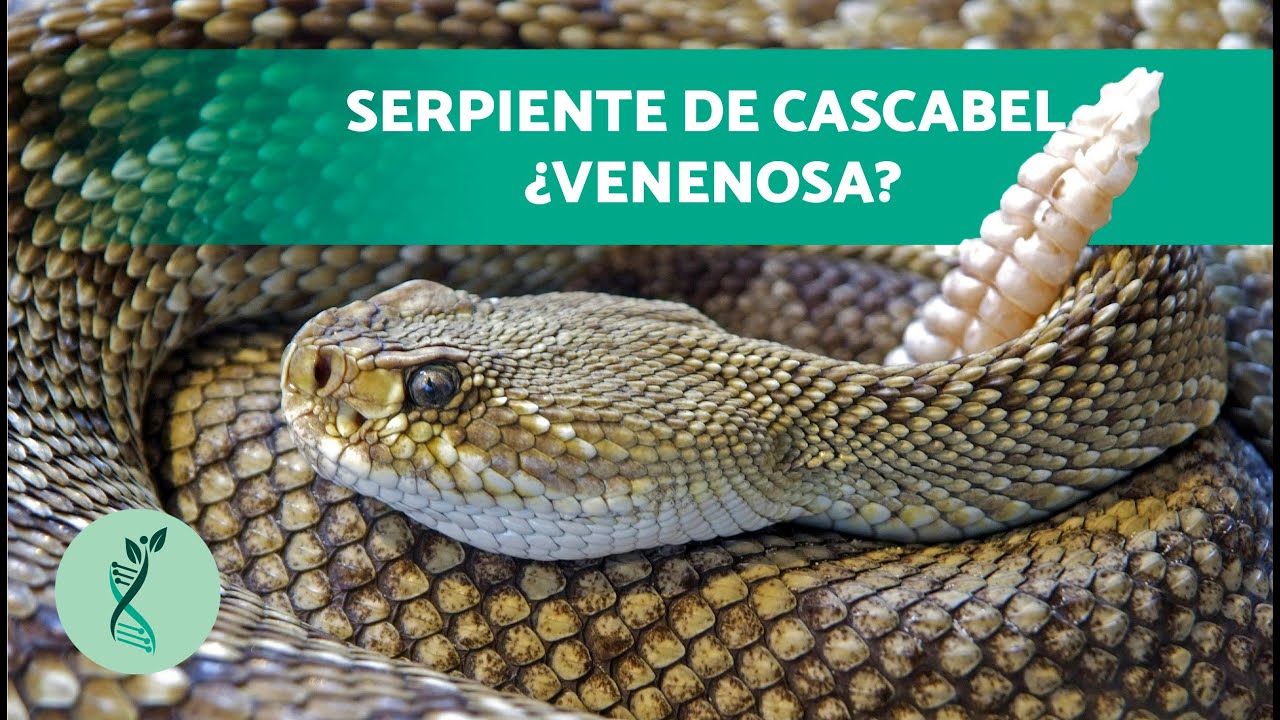 ¿Qué HACER si me MUERDE una SERPIENTE de CASCABEL? 🐍 (Hábitat ...