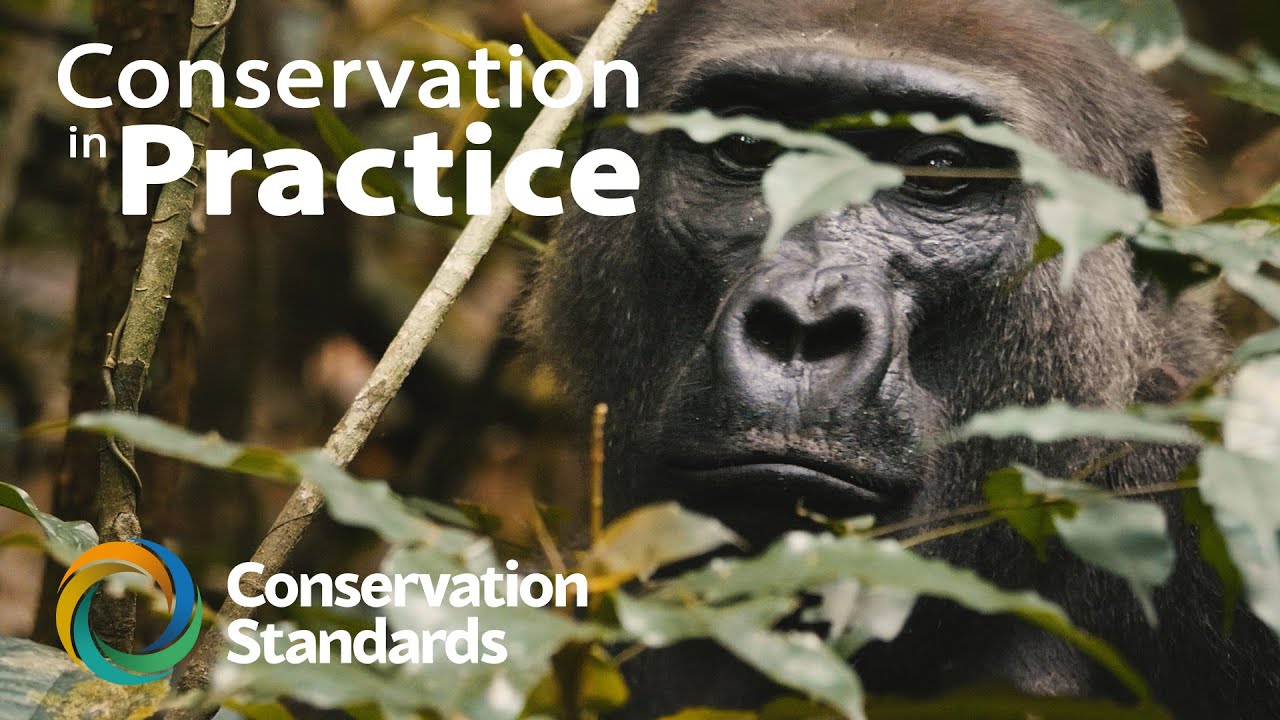 Wildlife Conservation Society (WCS) Rights and Communities ...