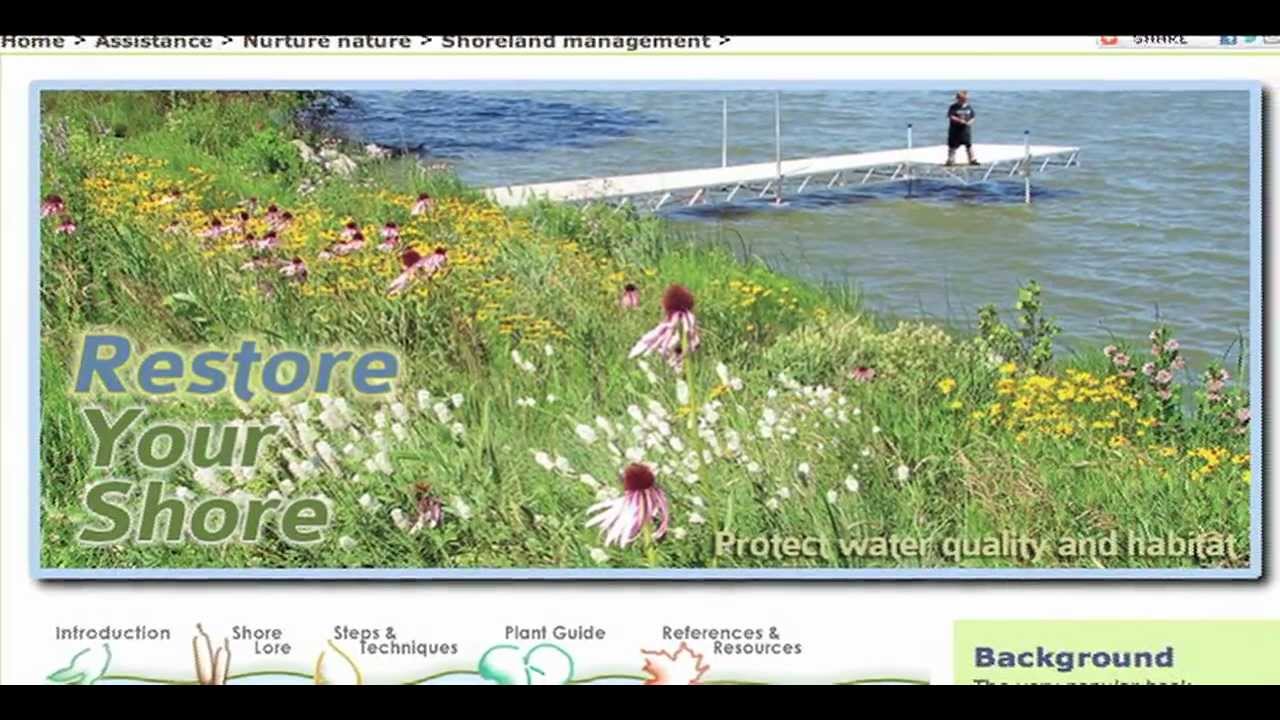 How to Restore Your Shore with Native Plants - YouTube