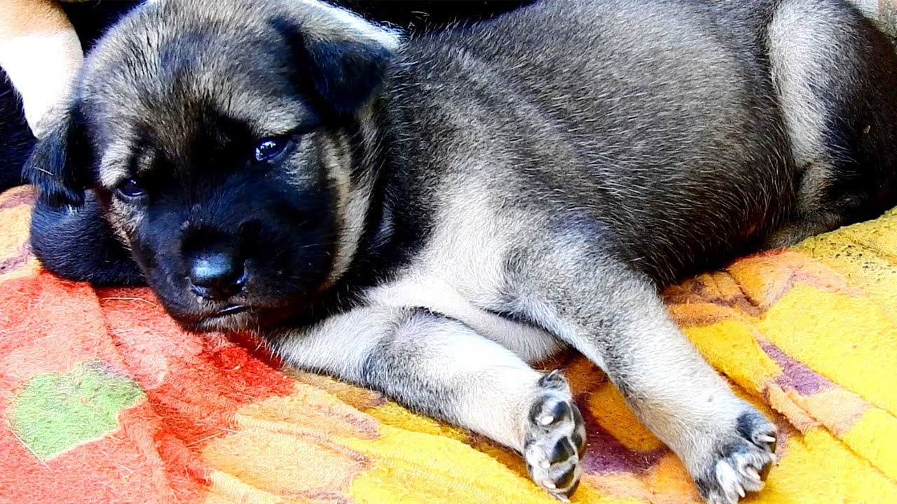 Love Puppies so much very very cute baby dogs - YouTube